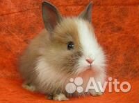 Крольчата разных пород, в т.ч. карликовые и мясные