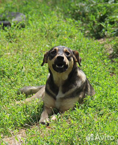 Собака-очаровака