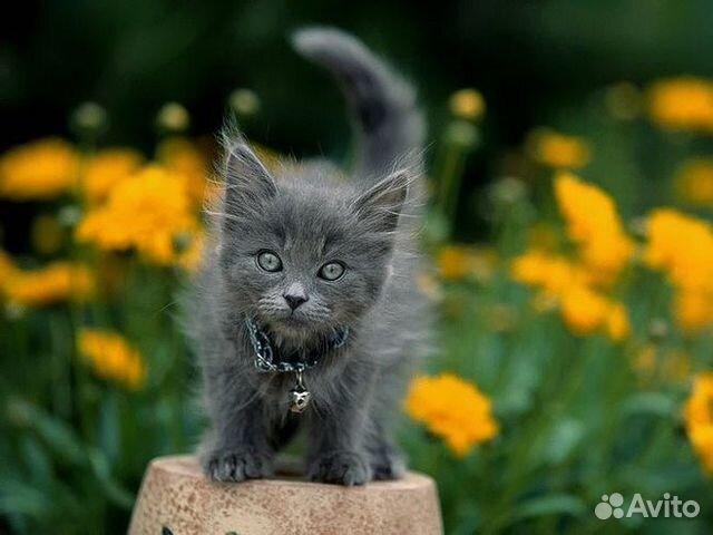 Котята маленькие