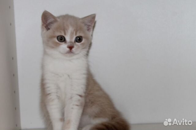 Шотландские клубные котята вислоушки и прямоухие