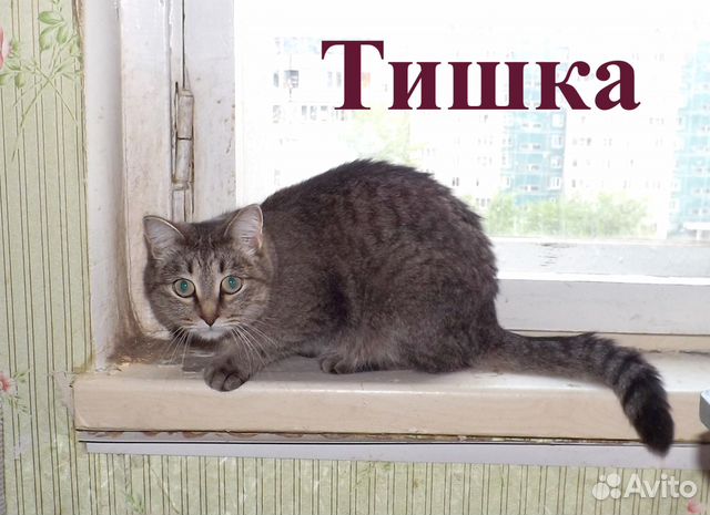 Скромная кошечка Тиша
