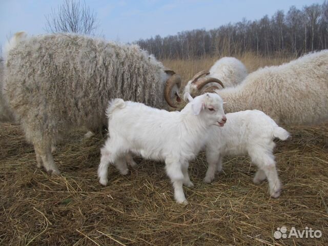 Ангорские и пуховые козлята от питомника SR