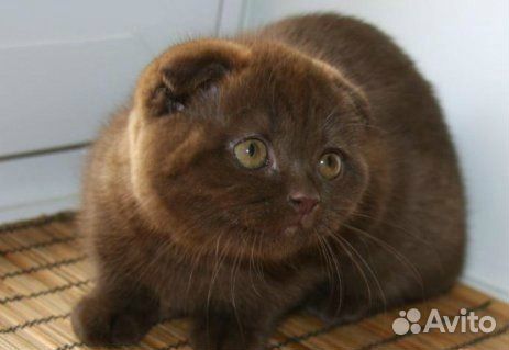 Редкие котята шоколадные,кошечка Феона и Федя