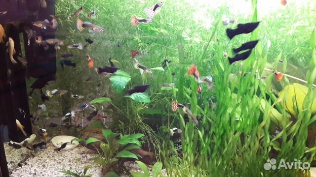 Гуппи самцы и самочки