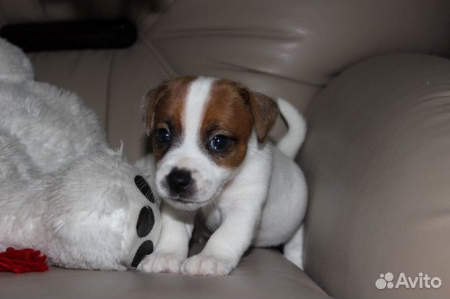 Терьер из "маски"