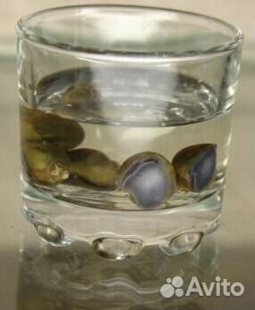 Голубые, желтые и зеленые ампулярии