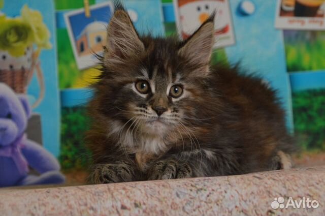 Заведи домашнюю пантеру