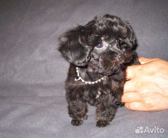 Черная Орхидея