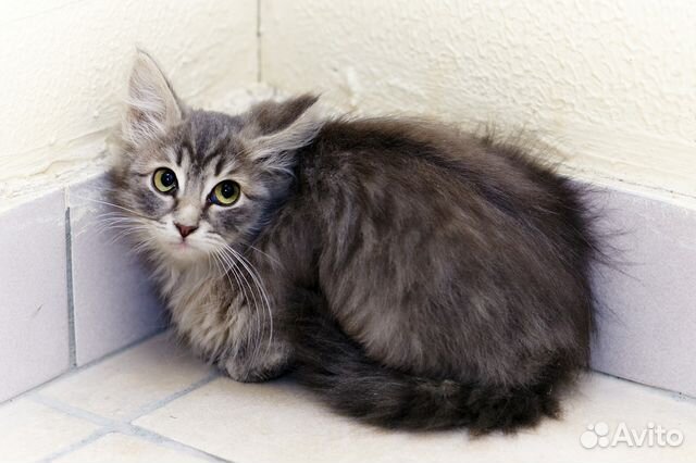 Пушистая малышка ищет дом