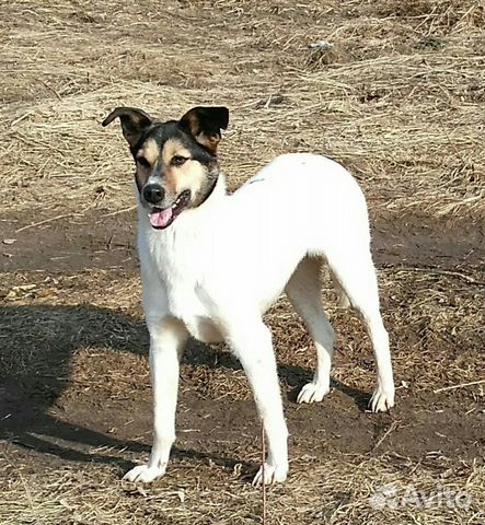 Девочка - красавица - очень нужен дом