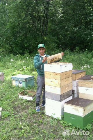 Пчелосемьи карника