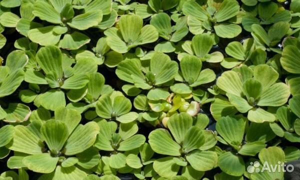 Пистия, водная капуста