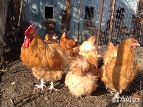 Орпингтон инкубационное яйцо и цыплята