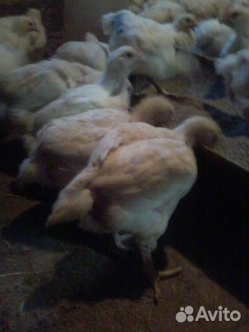 Бройлер 24, 30 дней, Индоутки, Муларды Николаевка