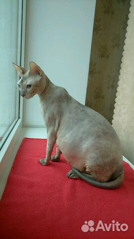 Продажа котят