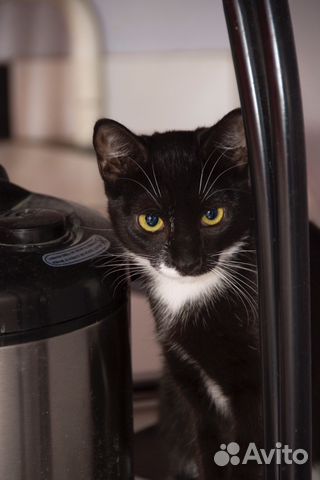 Красотка Дульсинея ищет семью