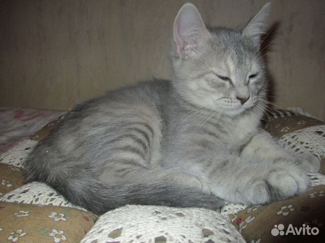Котенок из рекламы
