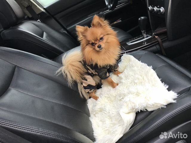 Вязка шпица