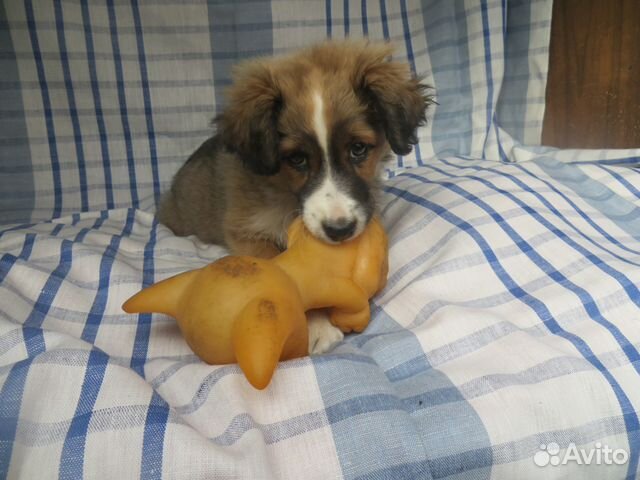 Лэсси, 2 мес., в дар в добрые руки