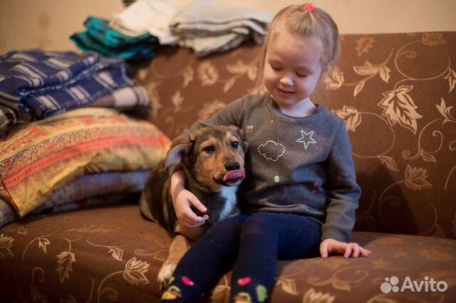 Ищет дом щенок от домашней собаки Марта