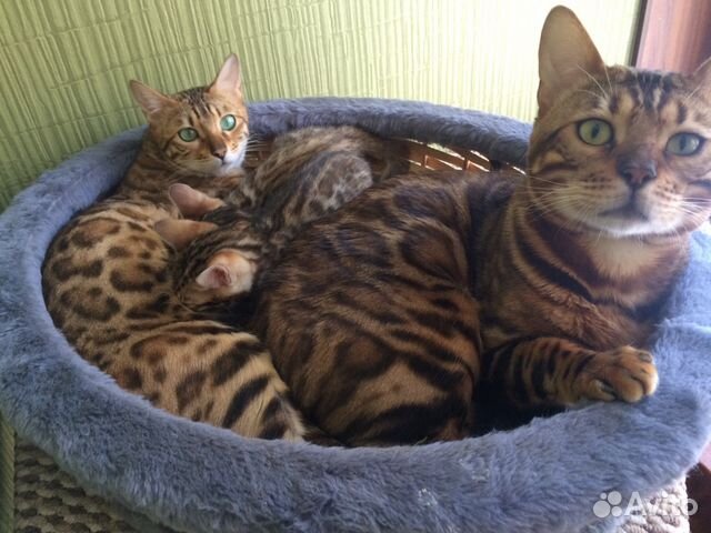 Котята от шикарной пары, клубных родителей
