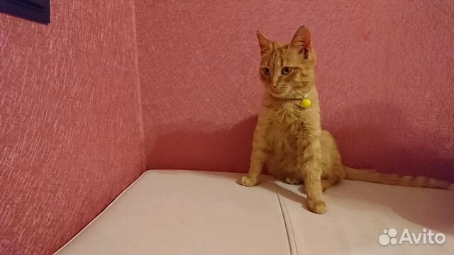 Мальчик-красавчик котенок Семка