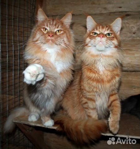 Мартовские коты куны и праздник каждый день