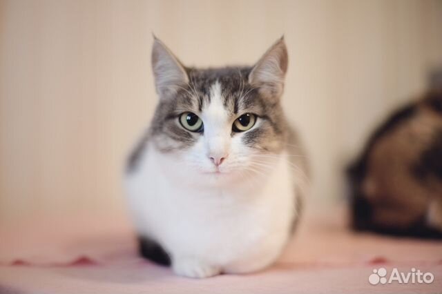 Котик мышелов ищет семью