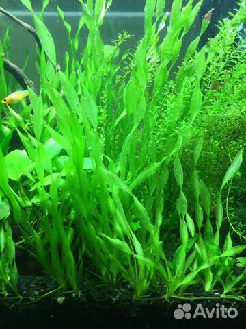 Валиснерия спиральная