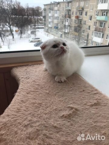 Белоснежные детки