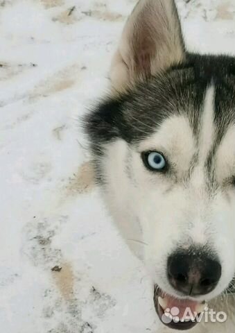 Вязка. Кобель хаски. Ищет спутницу для встречи