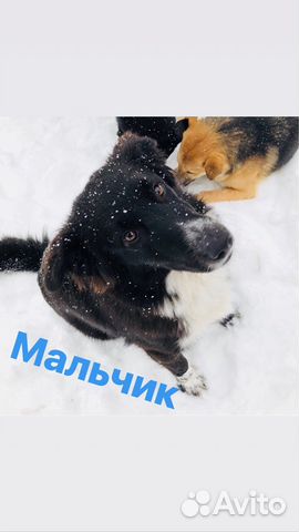 Собаки подростки