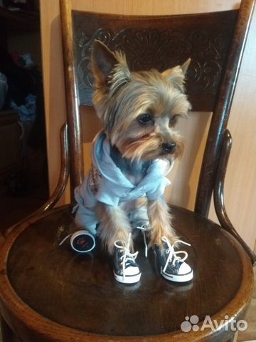 Мини йорк для вязки