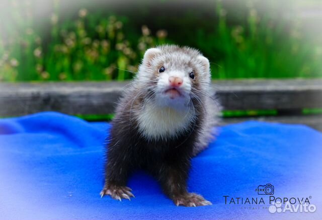 Хорята подрощенные, клубные с документами