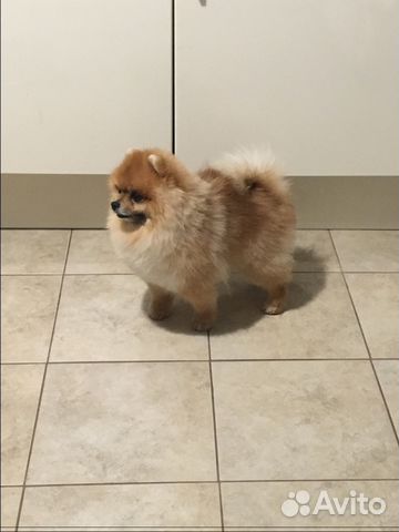 Вязка, мальчик