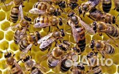 Пчелы для апитерапии