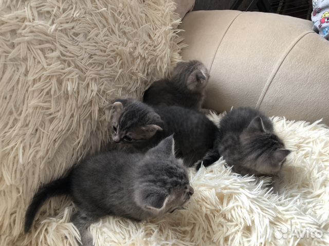 Шотландская