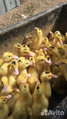 Мулард - ханова 15 дней