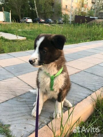 Малышка Фортуна в дар