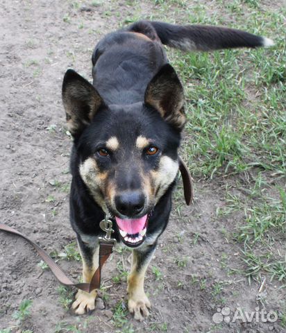 Ушастый весельчак Бой