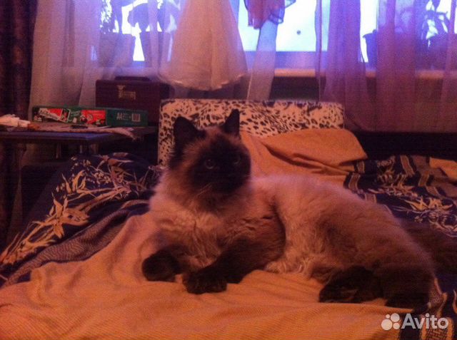Кастрированный котик