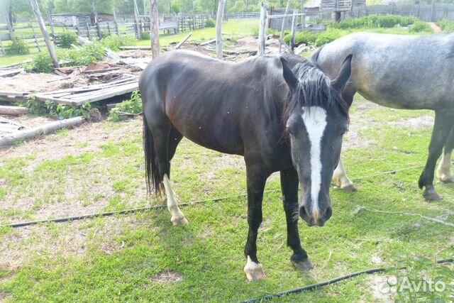 Подается жеребец