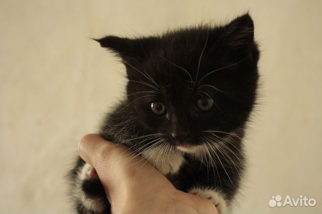 Котенок девочка1,5 мес с белыми лапками