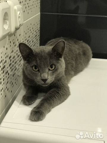 Отдадим котика в добрые руки)