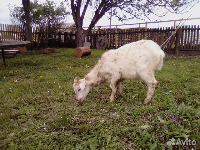 Дойная коза,нубийский козлик, овцы с ягнятами