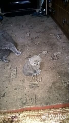 Котенок 2месяца