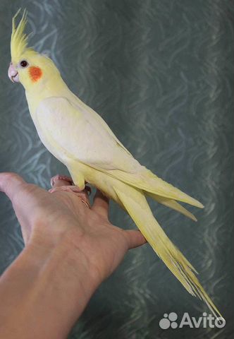 Домашние Ручные Птенчики корелла-нимфа