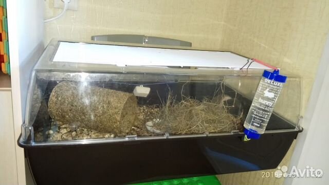 Кролик с клеткой