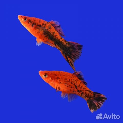 Аквариумные рыбки, растения,аквариумные улитки