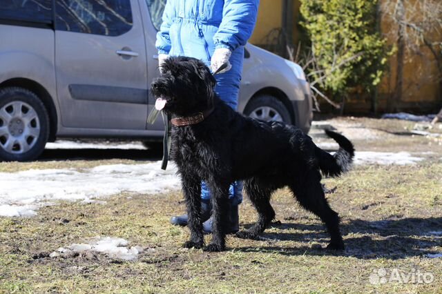 Молодой ризеншнауцер Фред в добрые руки